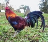 Blueface Hatch ~ Rooster Village