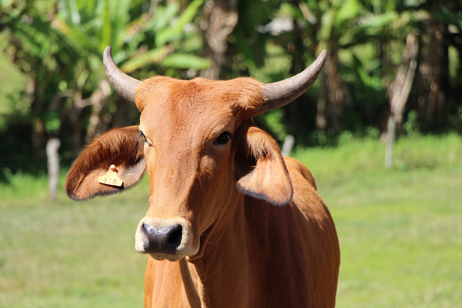 Fotografando Teresópolis: Ainda saída fotográfica 22 de abril Fotos de ...