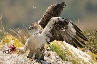 Spreebird wildlife: EAGLES OF PAKISTAN