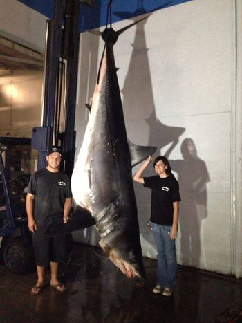 Big Fishes of the World: MAKO SHARK page 2