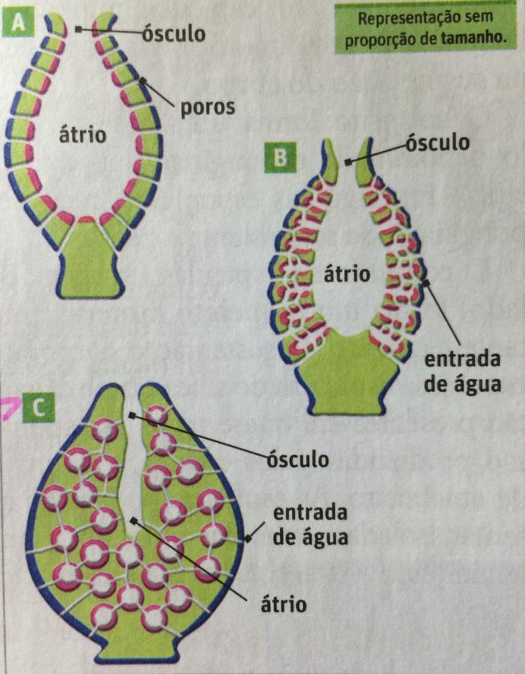 Ciências da Vida: PORÍFEROS