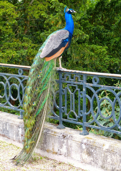 Gambar Merak - Gambar Merak