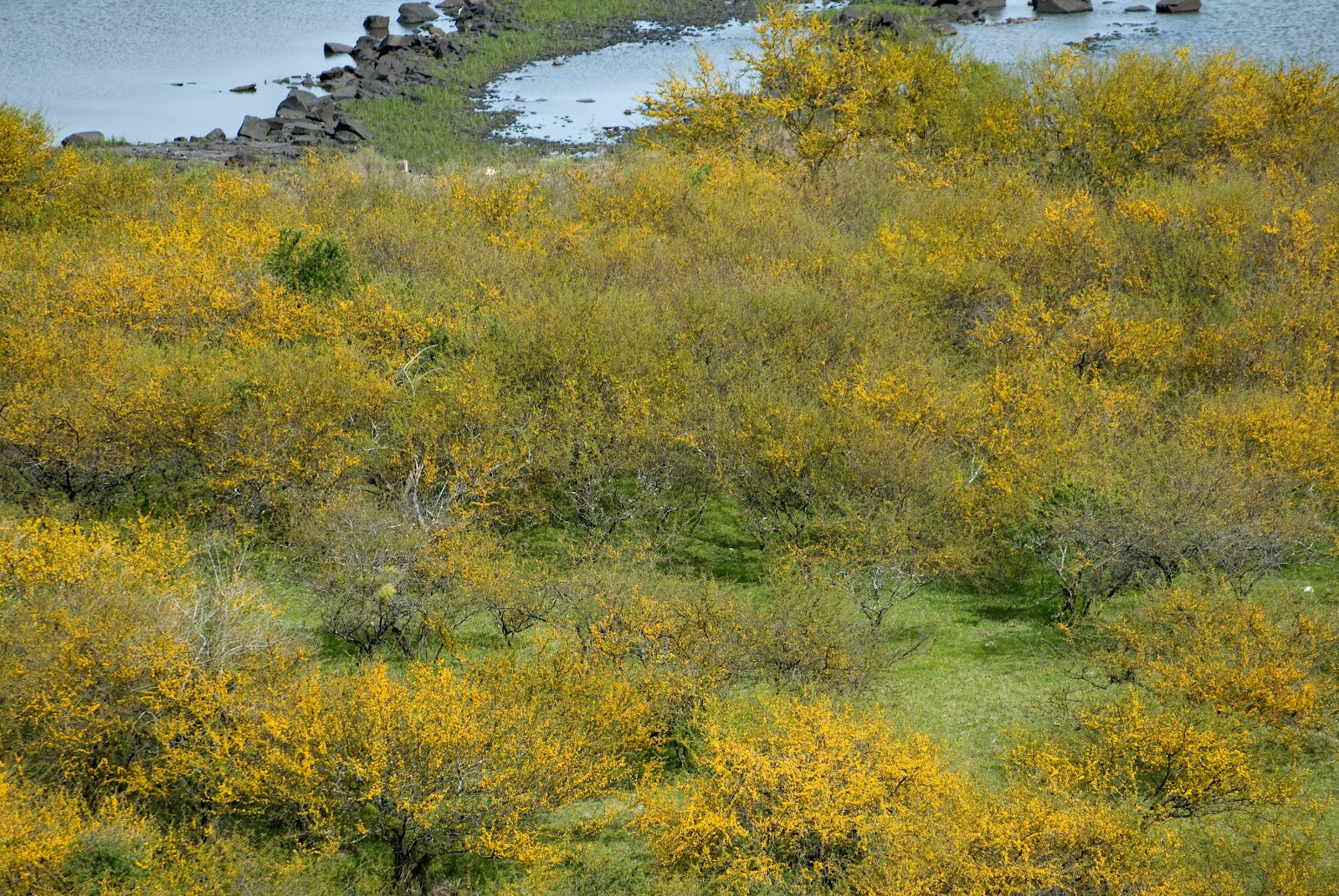 FOTOGRAFIAS DE LA FLORA AUTOCTONA DEL URUGUAY: ESPINILLO