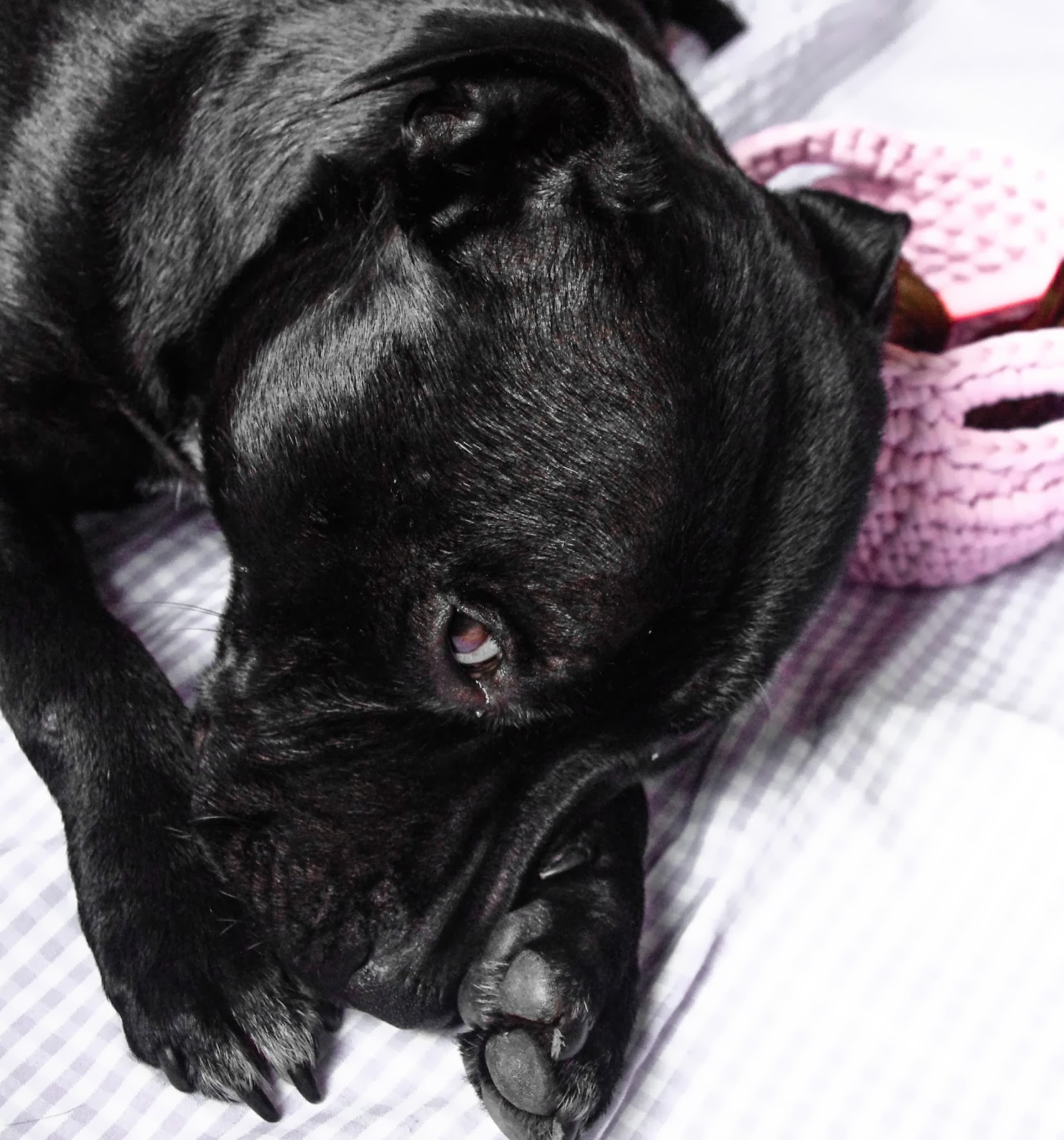 Cokolo's Blog: PATRÓN CUENCO LANERO DE TRAPILLO