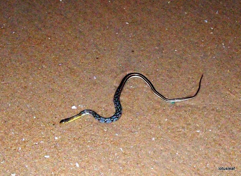 Travel Adventures: Nagabana- the Garden of Serpents