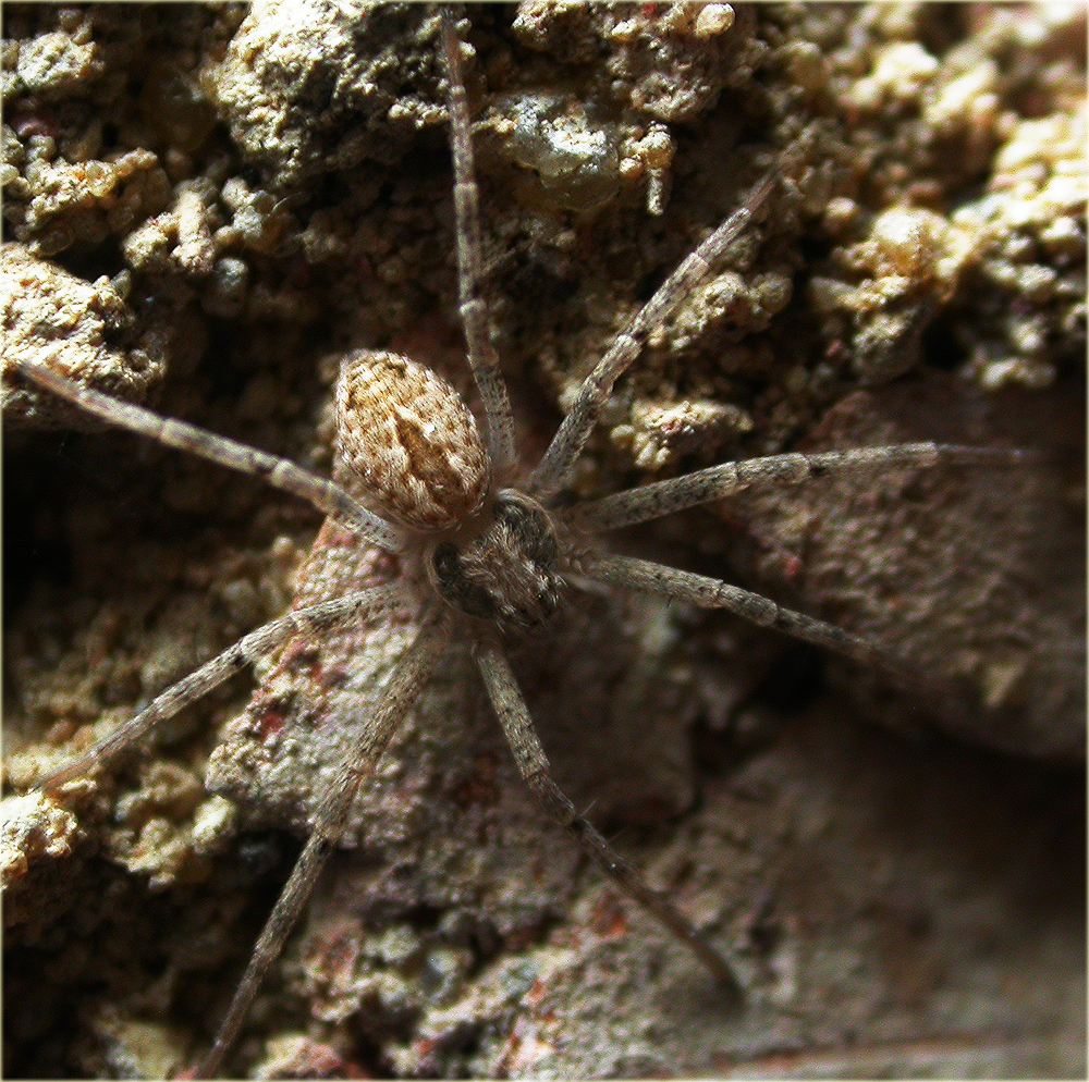 Arachnerds: Thanatus vulgaris