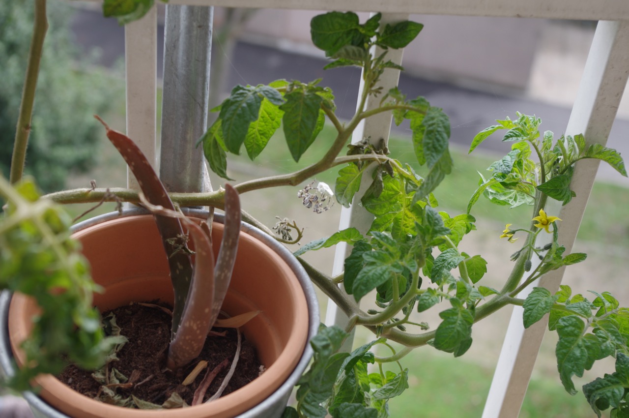 LE POTAGER DE BALCON DE MADAME LAITUE À PARIS : LA PREMIÈRE PROIE DE ...
