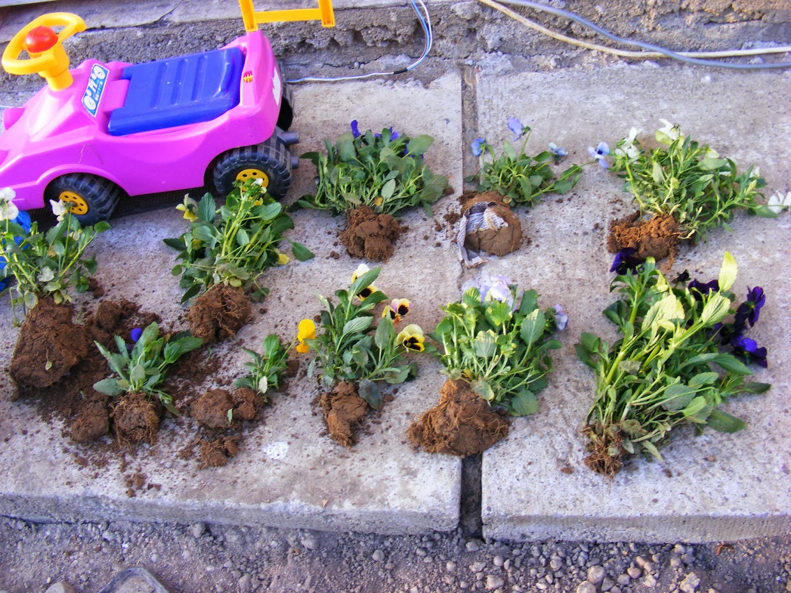 Am plantat panselute | InsemnarileUneiFemei