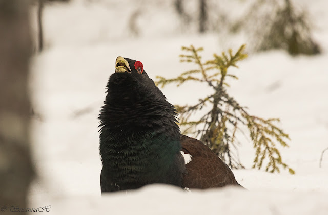 Luonnon luomaa: The Metso :-)