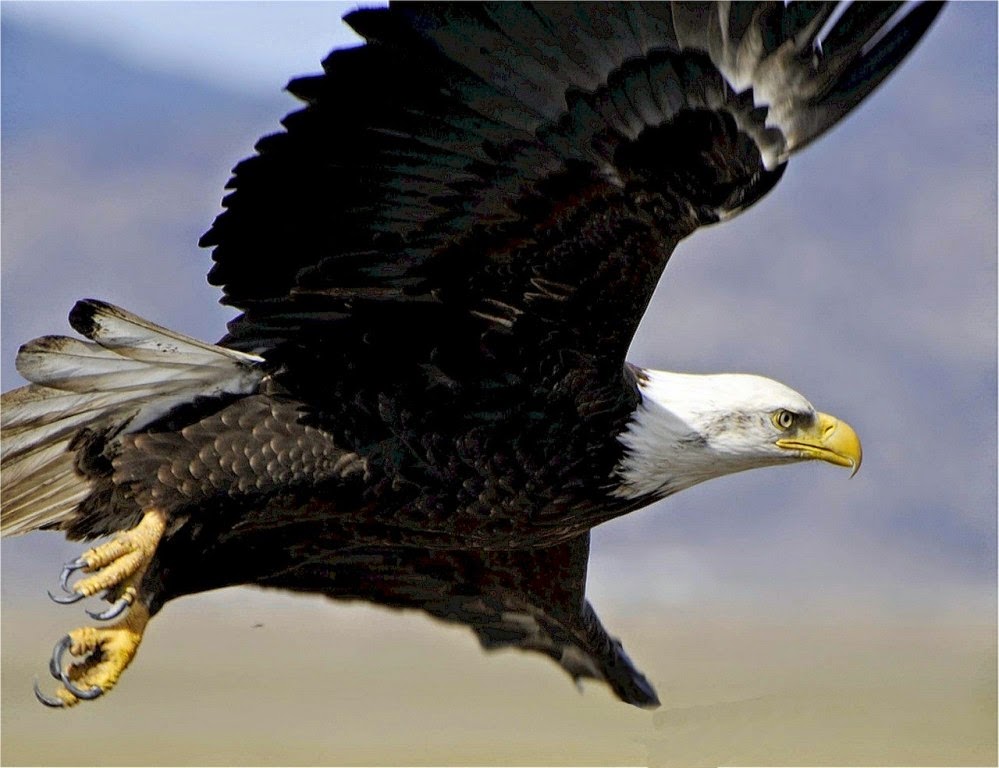 Contes d' Animals: L' ÀGUILA DE CAP BLANC
