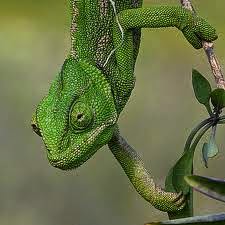 Camaleones ~ ENTENDIENDO A MI MASCOTA