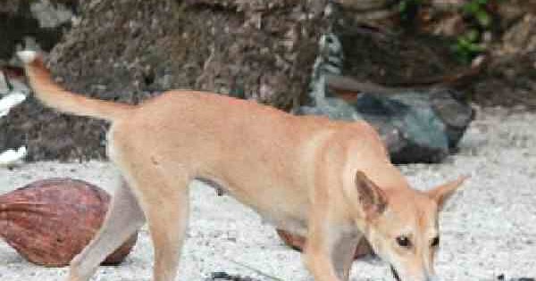 Wiki World: Dingo is a Mystery to Science