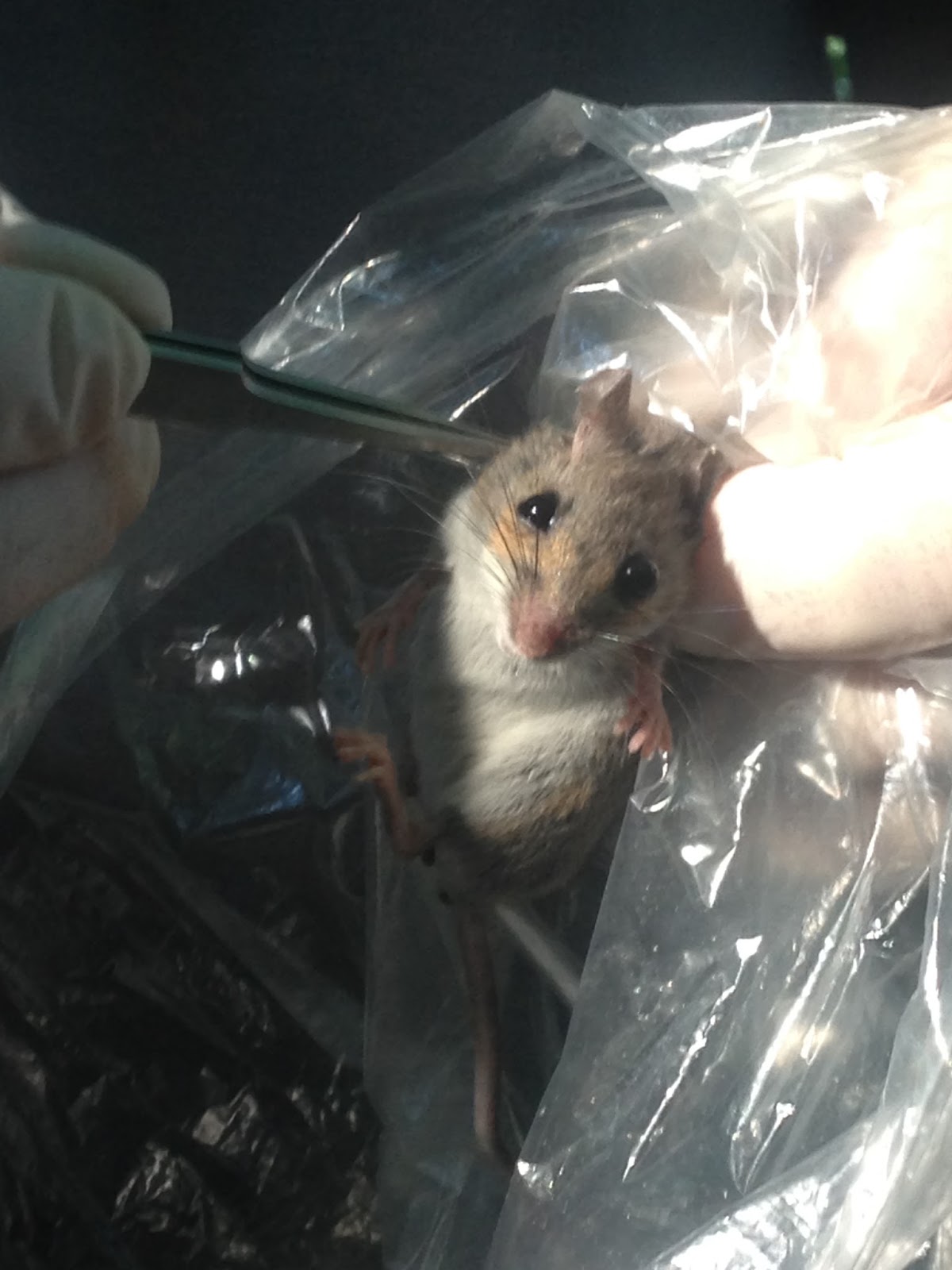 Wildlife Monitor: Small mammal trapping to determine tick burdens on ...