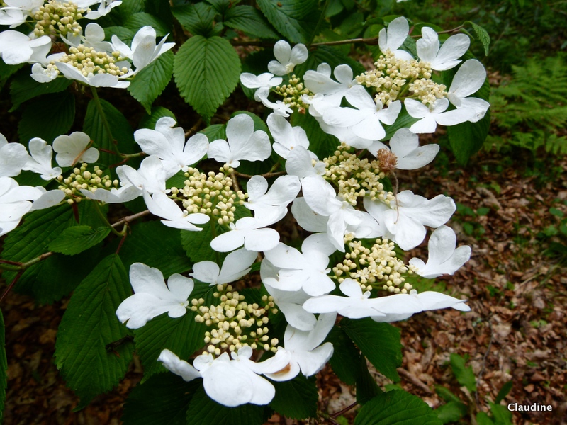 Le retour chez Canelle: Hydrangea paniculata "Papillon