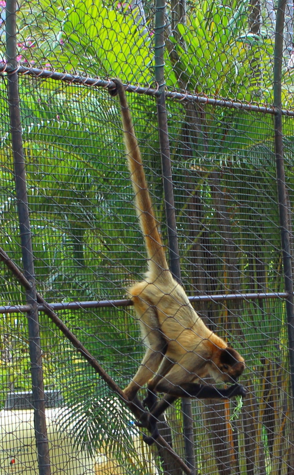 Jen's Updates: Honolulu Zoo