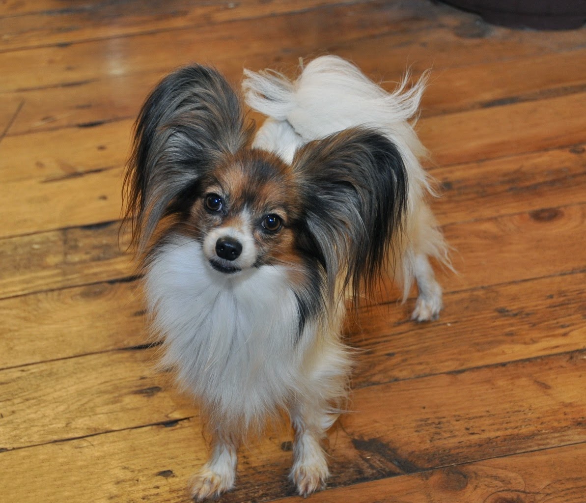 Road's End Papillons : 3 Day old Papillon Puppies