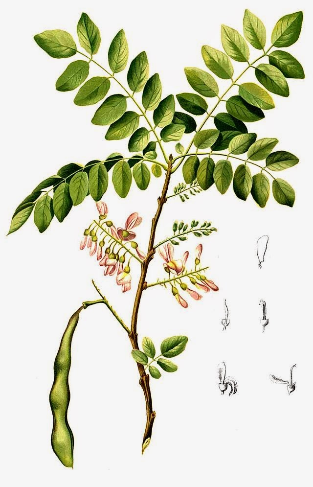 Santa Marta, sus especies vegetales : MATARRATÓN (Gliricidia sepium)