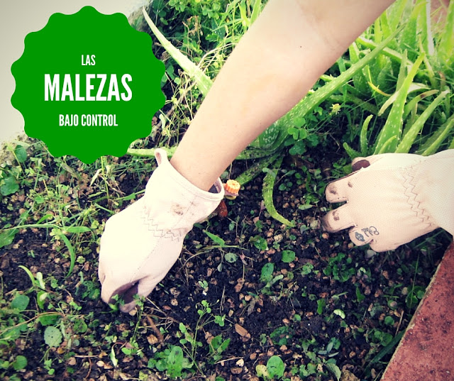 Agro Juvenil: Control de malezas