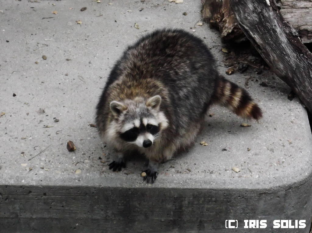 FaunaDex: Mapache boreal