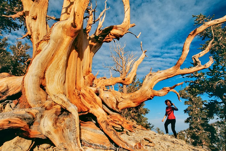 The Agatelady: Adventures and Events: Oldest and Largest Trees on Earth
