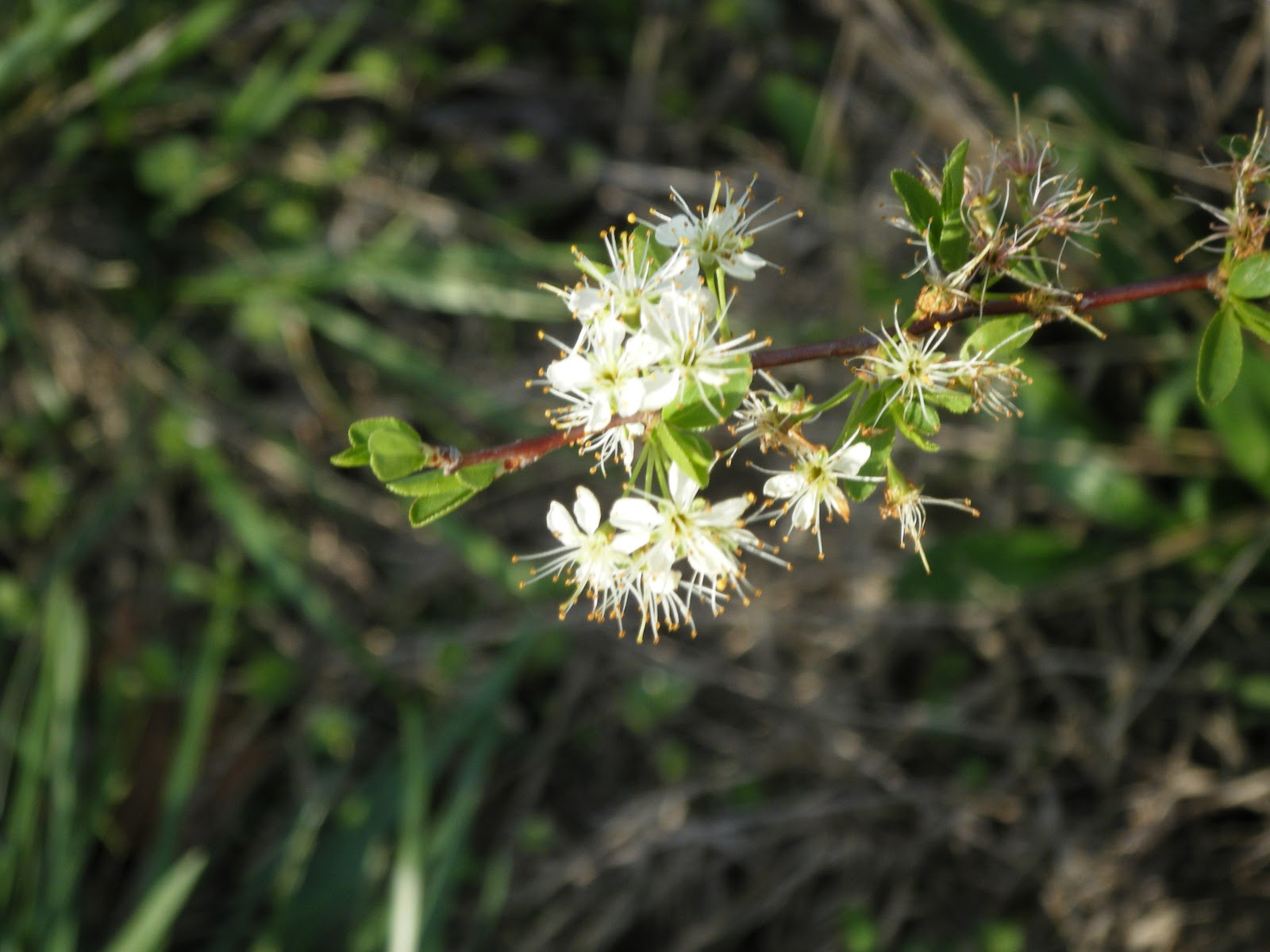 Windy Acres Diary: Sand Plums