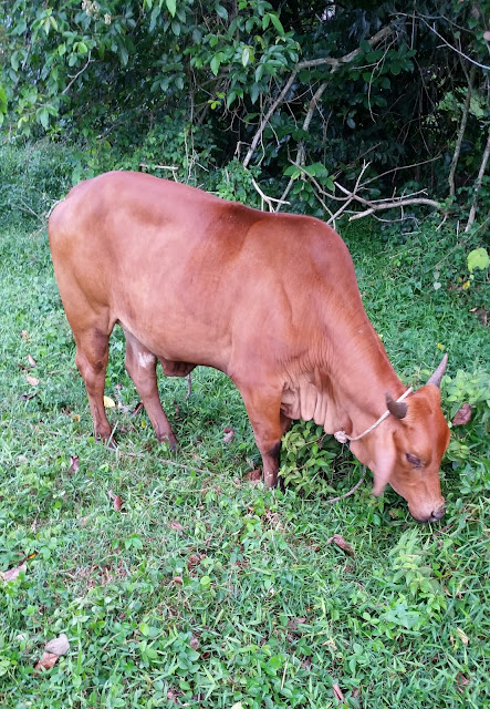 Warisan Petani: Ternakan Lembu 10 : Anak-anak Lembu.