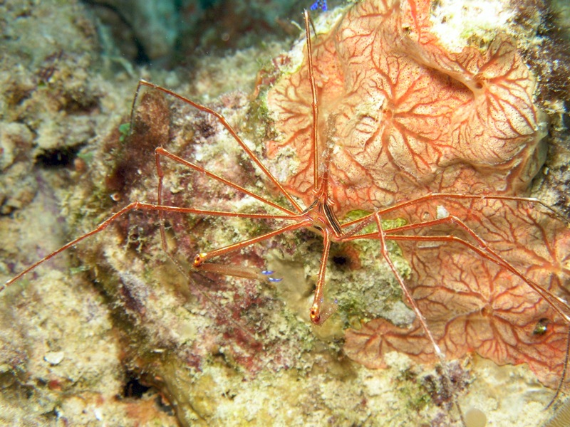 Real Monstrosities: Arrow Crab