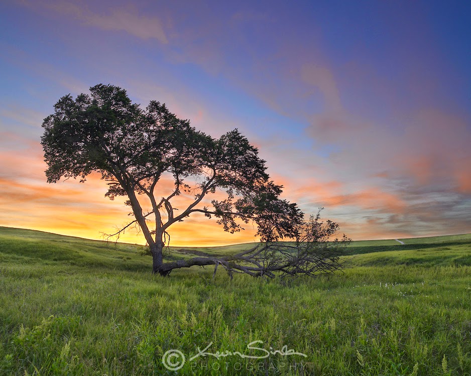 A Year of Being Here: Tom Hennen: "From a Country Overlooked"