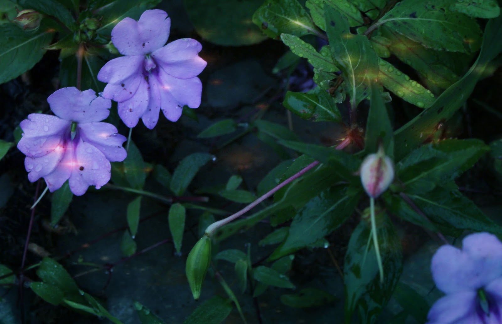 37+ Bunga Desa Lirik