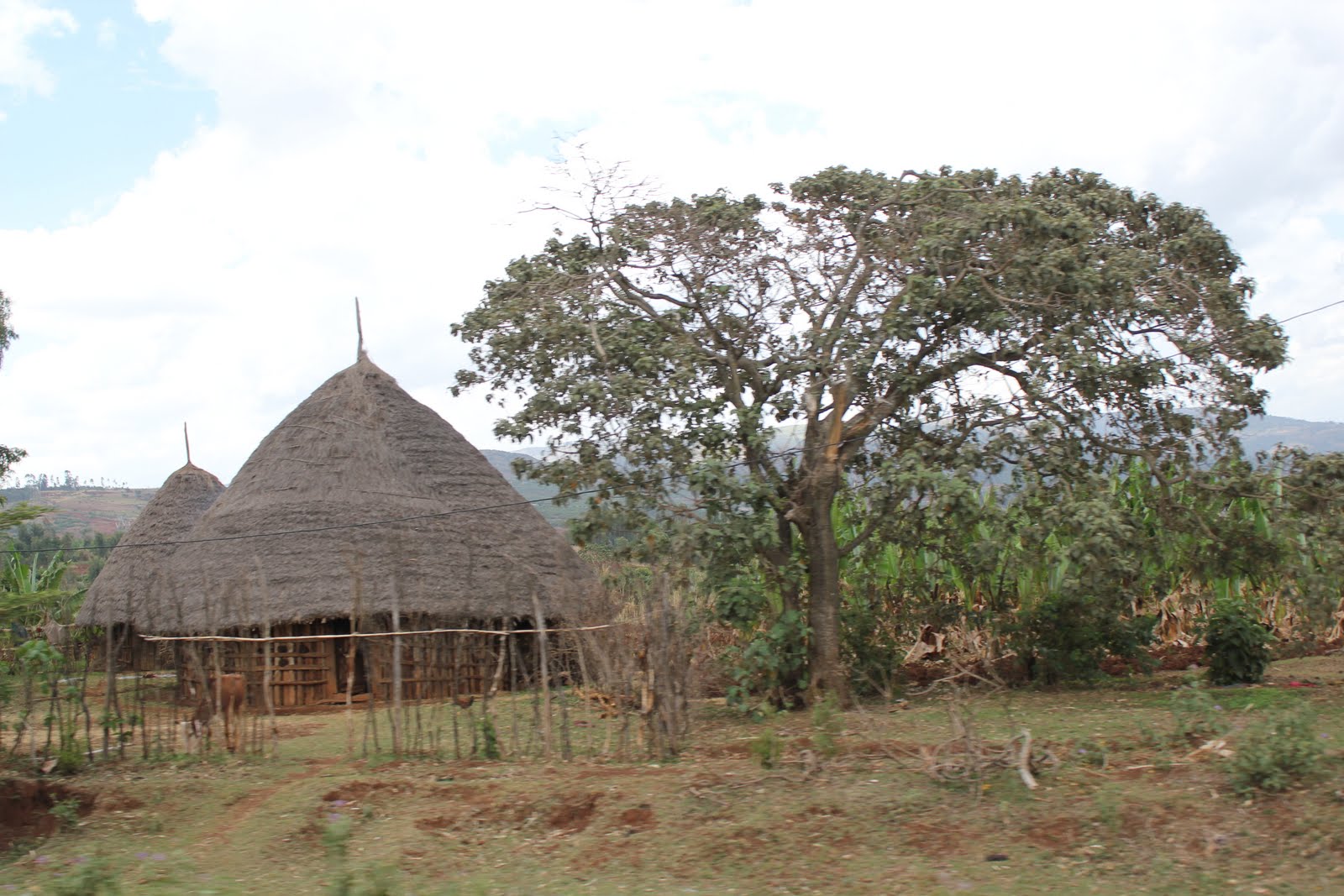 Our Journey of Love: Woliso