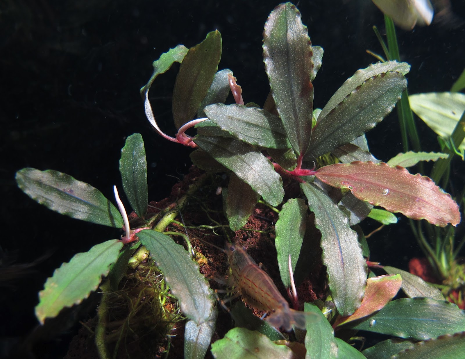 endemic plants: Bucephalandra sp. #4, Daerah Malawi