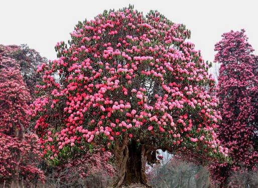 Tehrathum District ~ Traveling Places