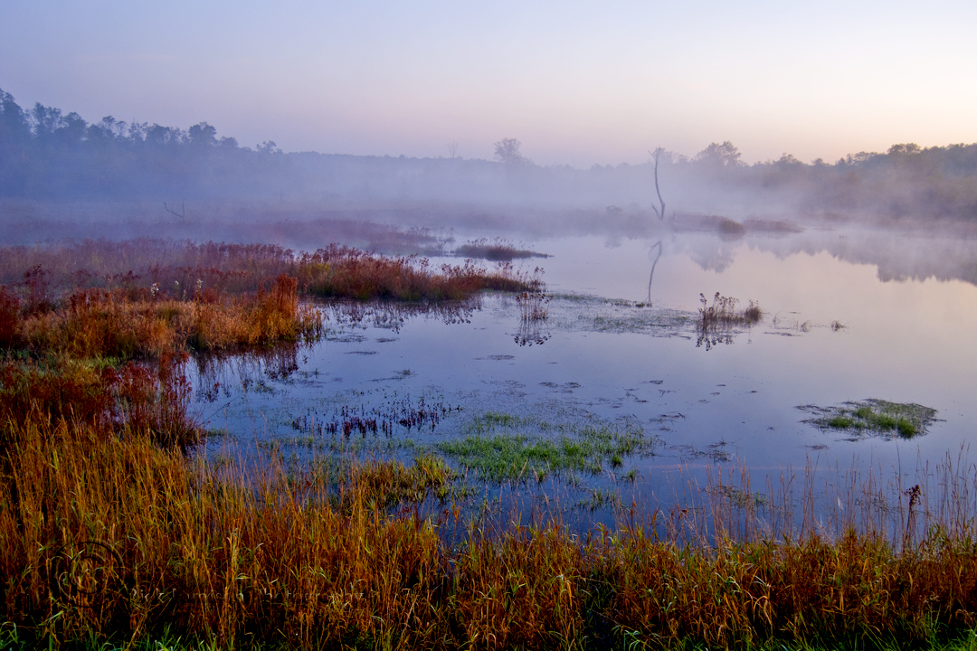 Rick Lamison Photography: Foggy Fall Morning, @ The Buzzard Swamp, Pa