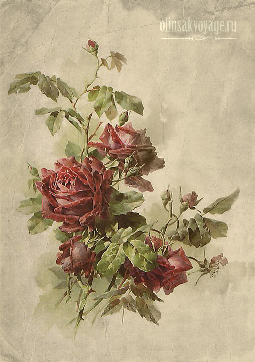 Roses vintage Postcards