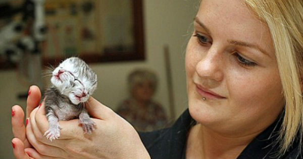 Two-Headed Kitten Quasimodo Is Born and It Meows From Both Mouths! - We ...