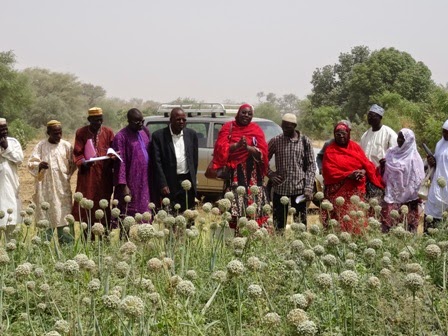 NOUVELLES DE L'INSTITUT NATIONAL DE LA RECHERCHE AGRONOMIQUE DU NIGER ...