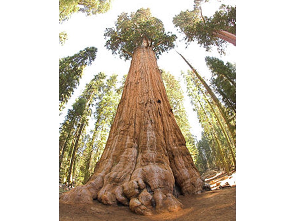 Pengertian dan Materi Kuliah Botani - Zedo Petani Berdasi