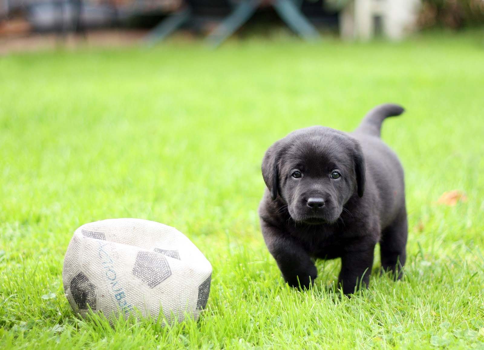 Of course it's all luck...: Labradori beebid...