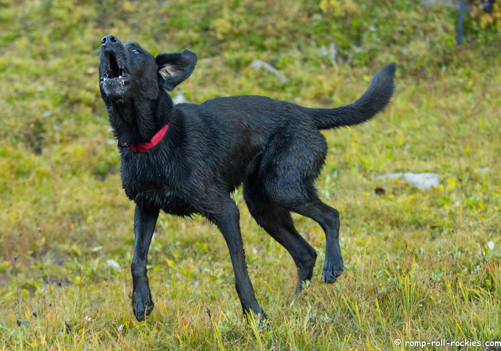 Romping and Rolling in the Rockies: Black Dog Update - CUE Surgery Recovery