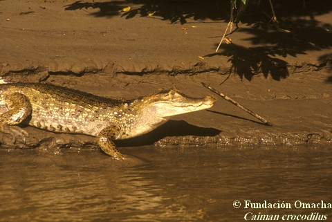 La Babilla (Caiman crocodylus fuscus): Taxonomia