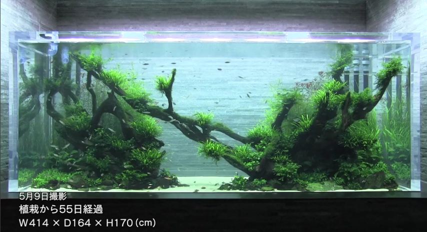 Video (Part 3): Takashi Amanos Einrichtungen einiger Riesenaquarien ...