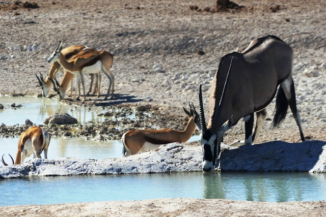 LUIS LÓPEZ PUNTO COM: ÁFRICA AUSTRAL 2016: El Orix, un antílope que ...