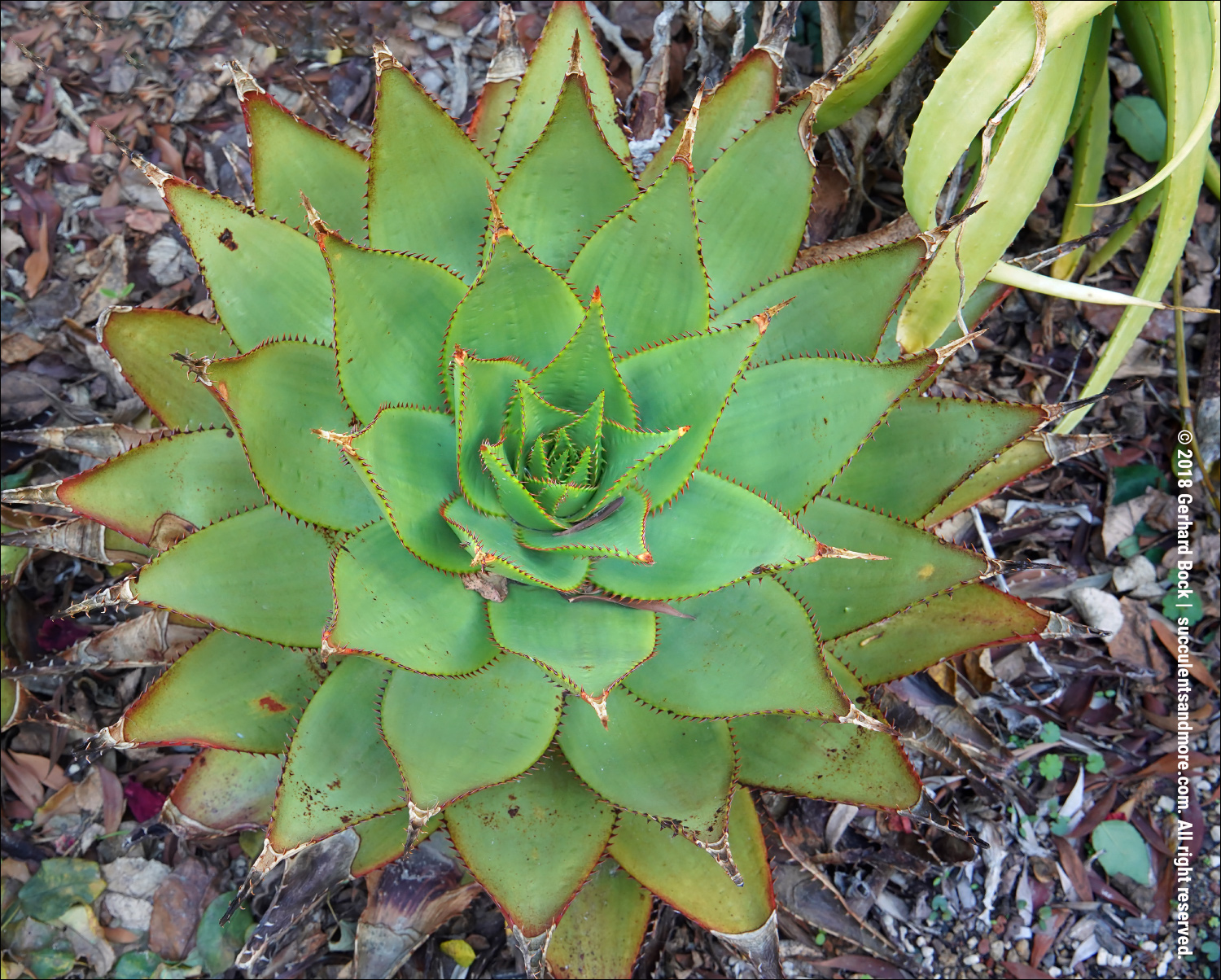 John Miller's Oakland aloe garden (Institute for Aloe Studies)