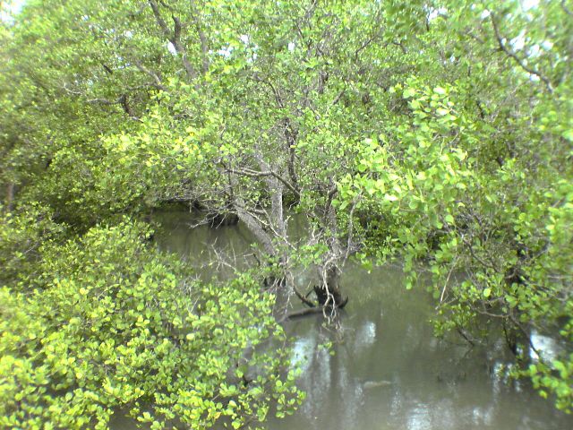 Tanaman Bakau | tanamanbaru