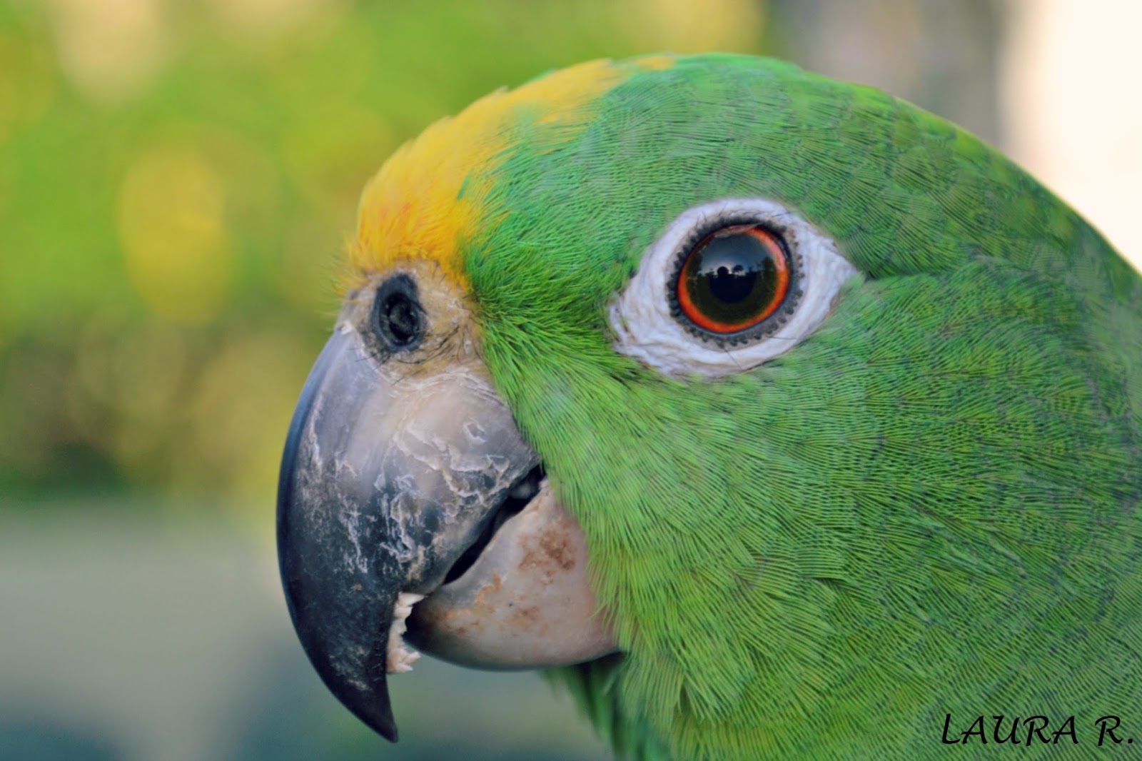 Fotografía Laura Raya: PANAMÁ: LORO CORONIAMARILLO