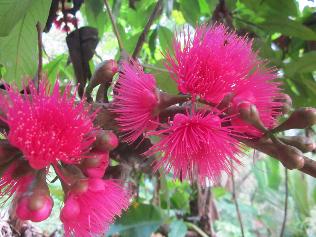 NATURE'S BEAUTY: Water Apple (Champakka)