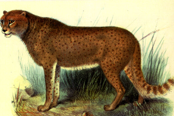 The Circus "NO SPIN ZONE": Cheetah Color Phase History