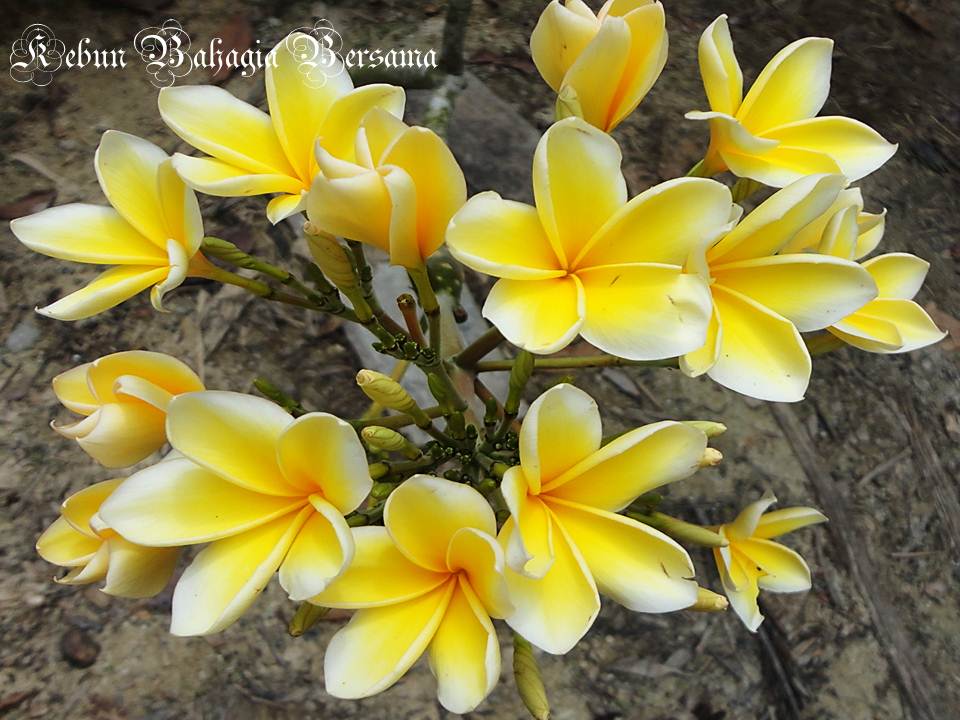 Kebun Bahagia Bersama: Pokok Kemboja Bali Putih Kuning
