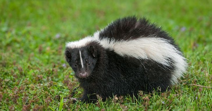 Sigung, Hewan dengan Kentut Paling Busuk di Dunia | Naviri Magazine