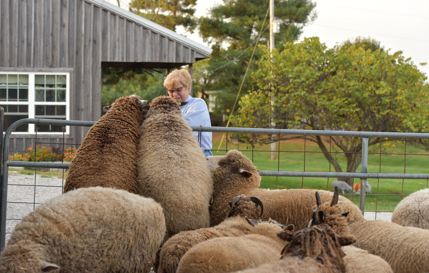 Punkin's Patch: Sheep Trick Or Treat